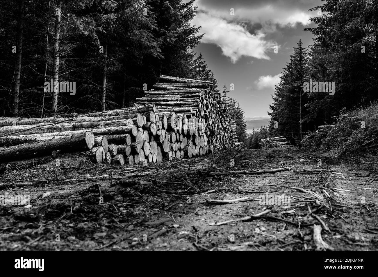 Deforestation Black and White Stock Photos & Images - Alamy