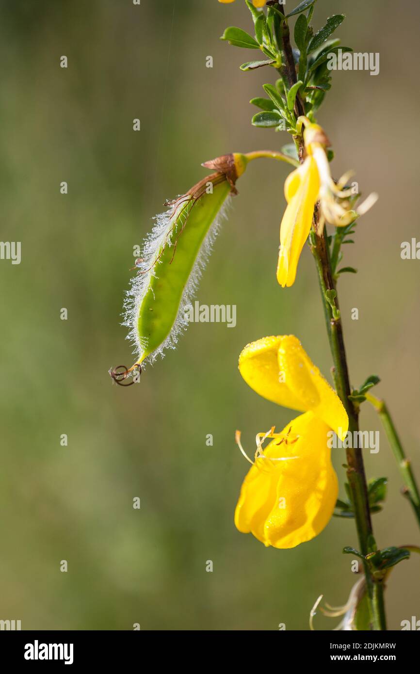 Common broom, Cytisus scoparius, flower Stock Photo - Alamy