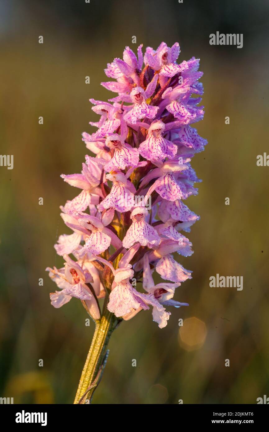 Peat moss orchid, Dactylorhiza sphagnicola, flower Stock Photo - Alamy
