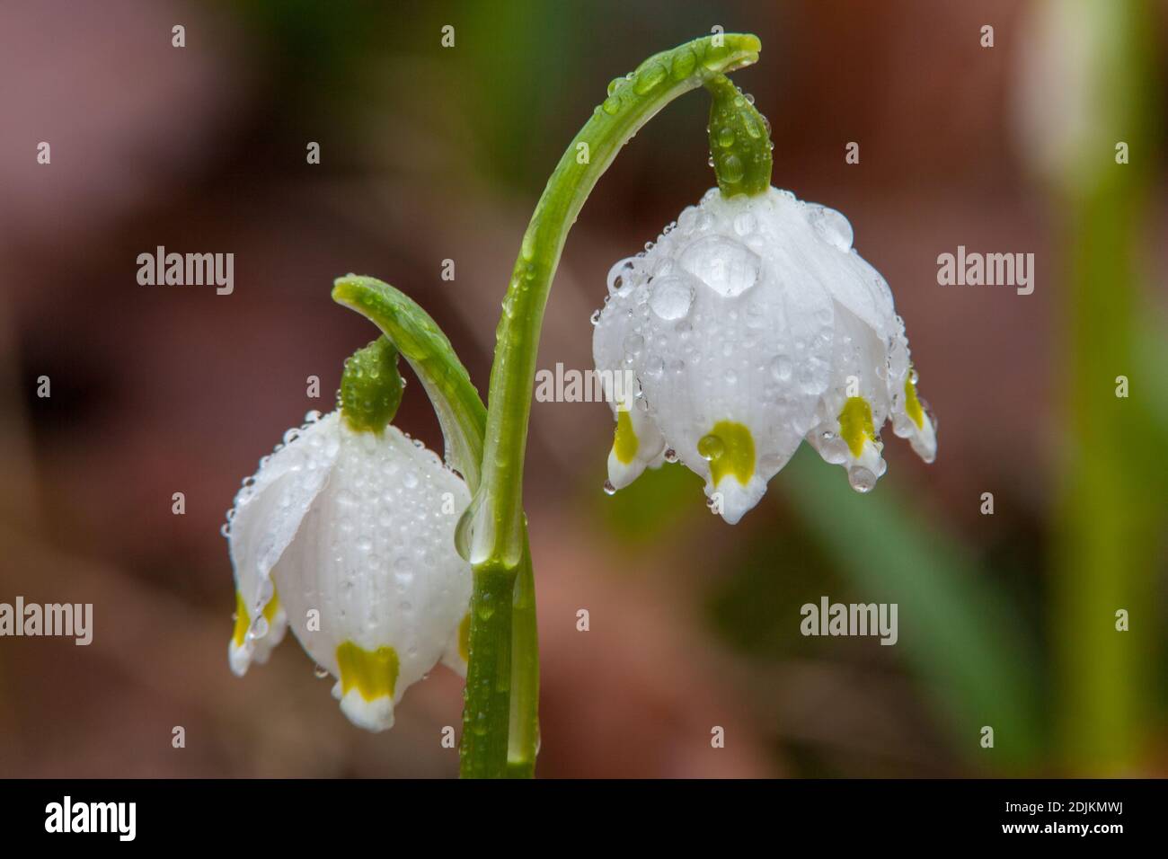 March cup, Leucojum vernum, blossom Stock Photo - Alamy