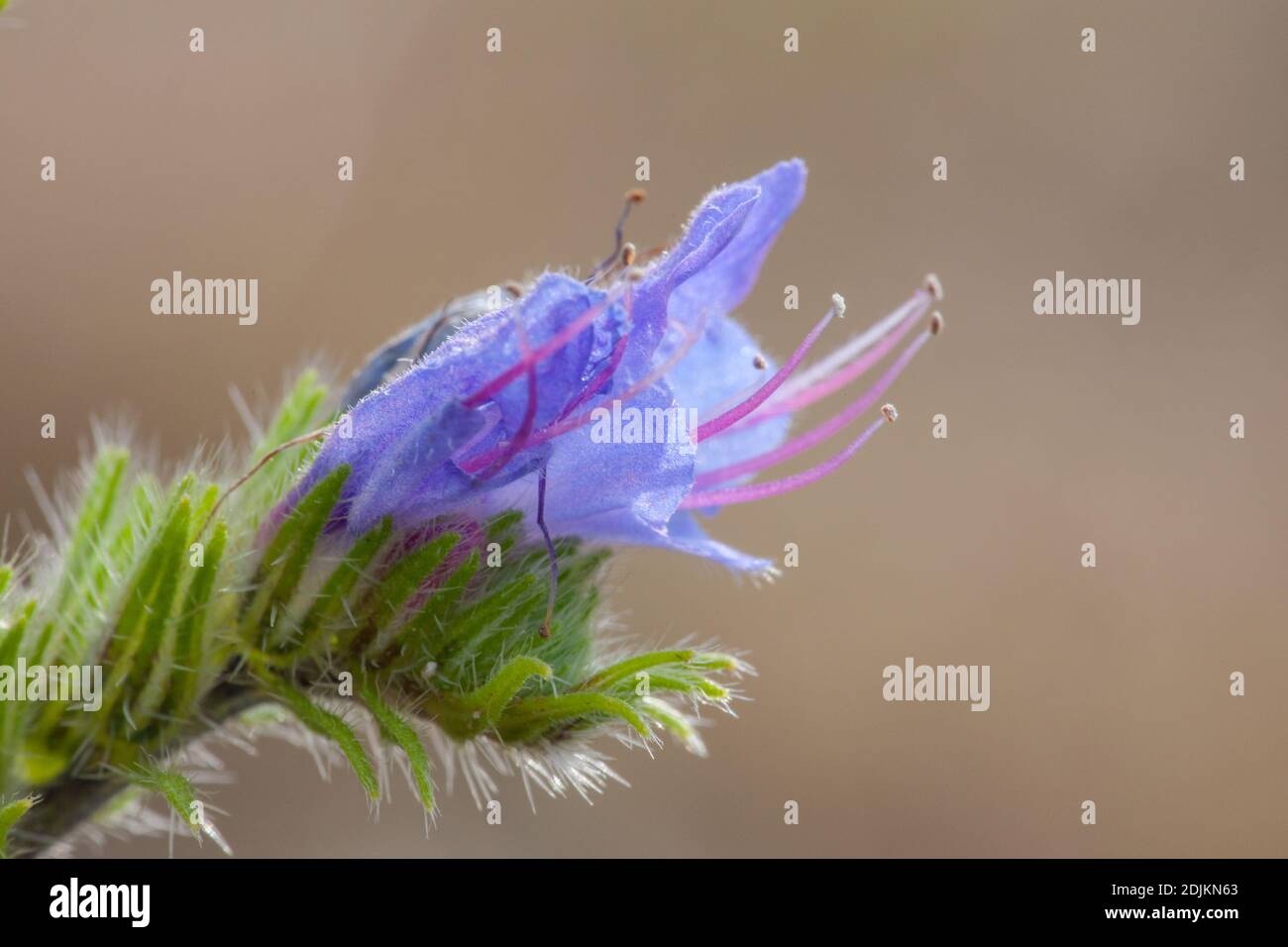 Adder head hi-res stock photography and images - Alamy
