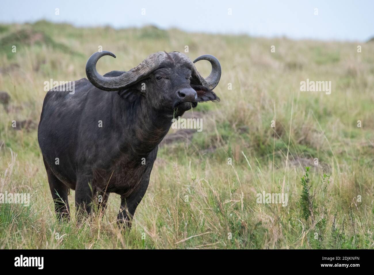 Africa, Kenya, Northern Serengeti Plains, Maasai Mara. Lone male ...