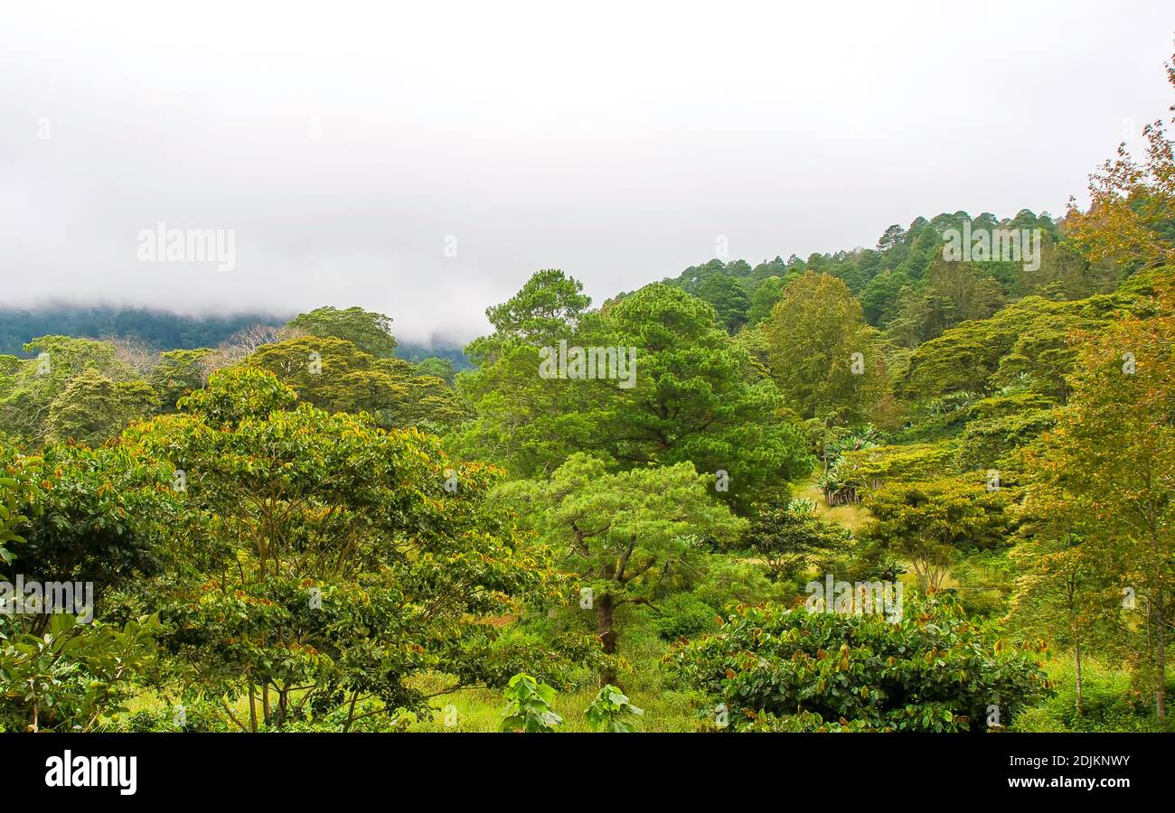 Honduras, la tigra national park hi-res stock photography and images ...