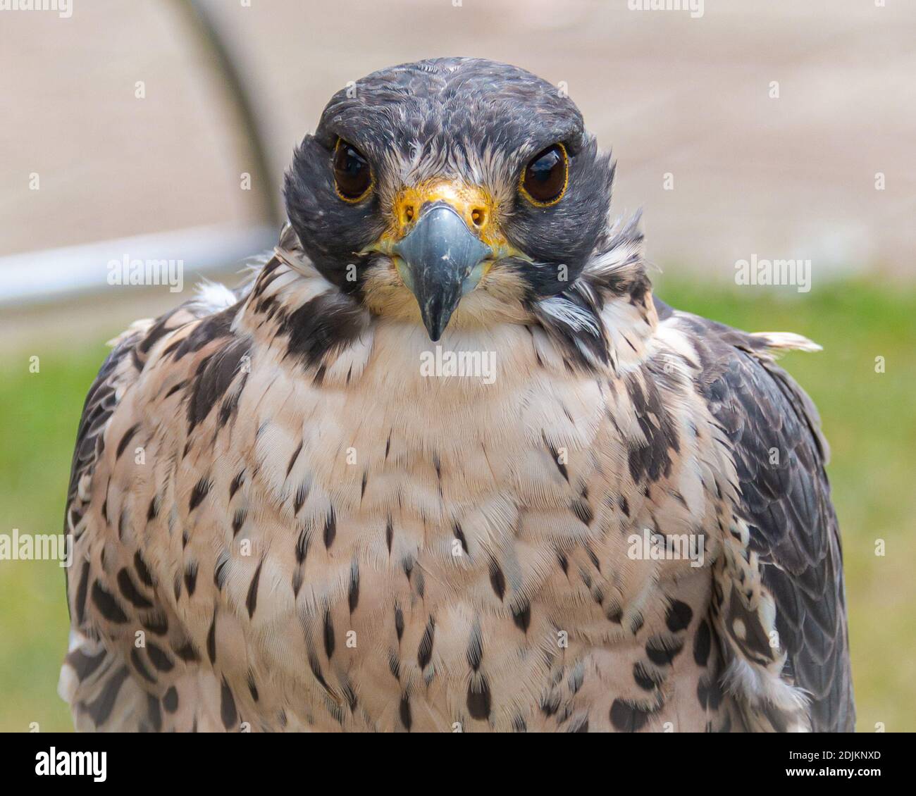 Peregrine falcon looking up hi-res stock photography and images - Alamy
