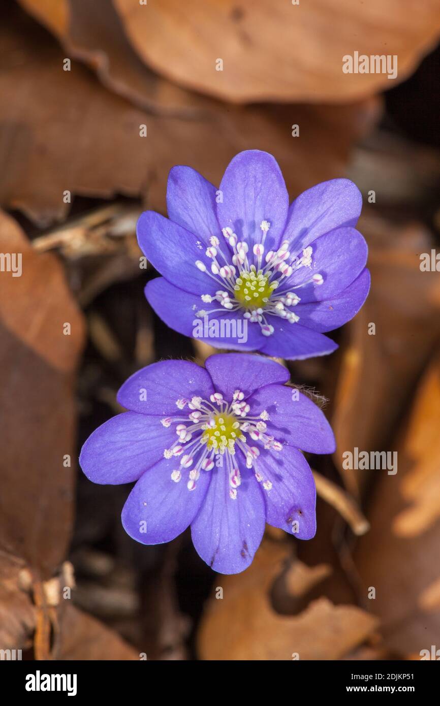 Hepatica nobilis common hepatica liverleaf common hepatica hi-res stock ...