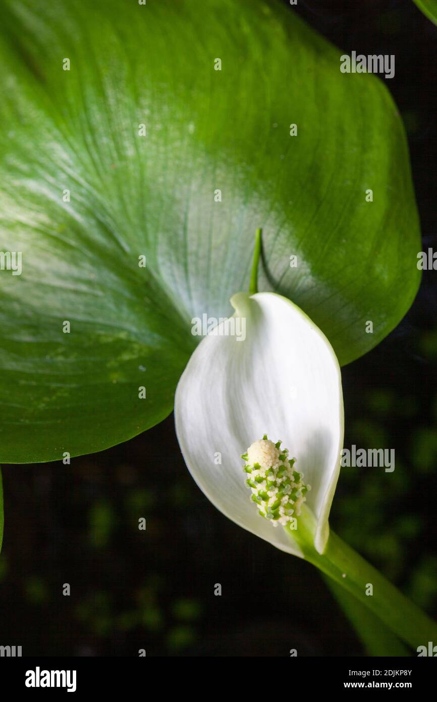 Dragon root hi-res stock photography and images - Alamy