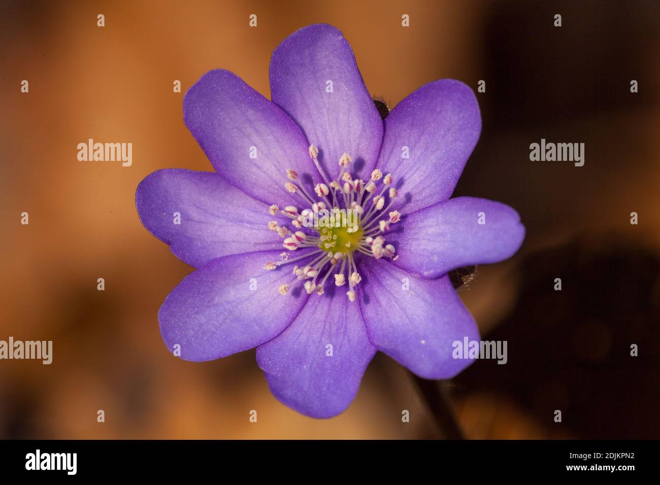 Hepatica, Hepatica nobilis, flower Stock Photo - Alamy
