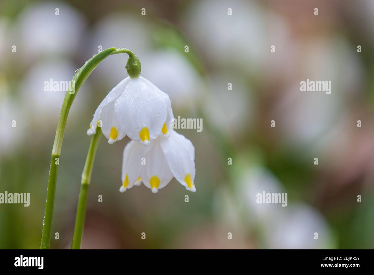 March cup, Leucojum vernum, blossom Stock Photo - Alamy