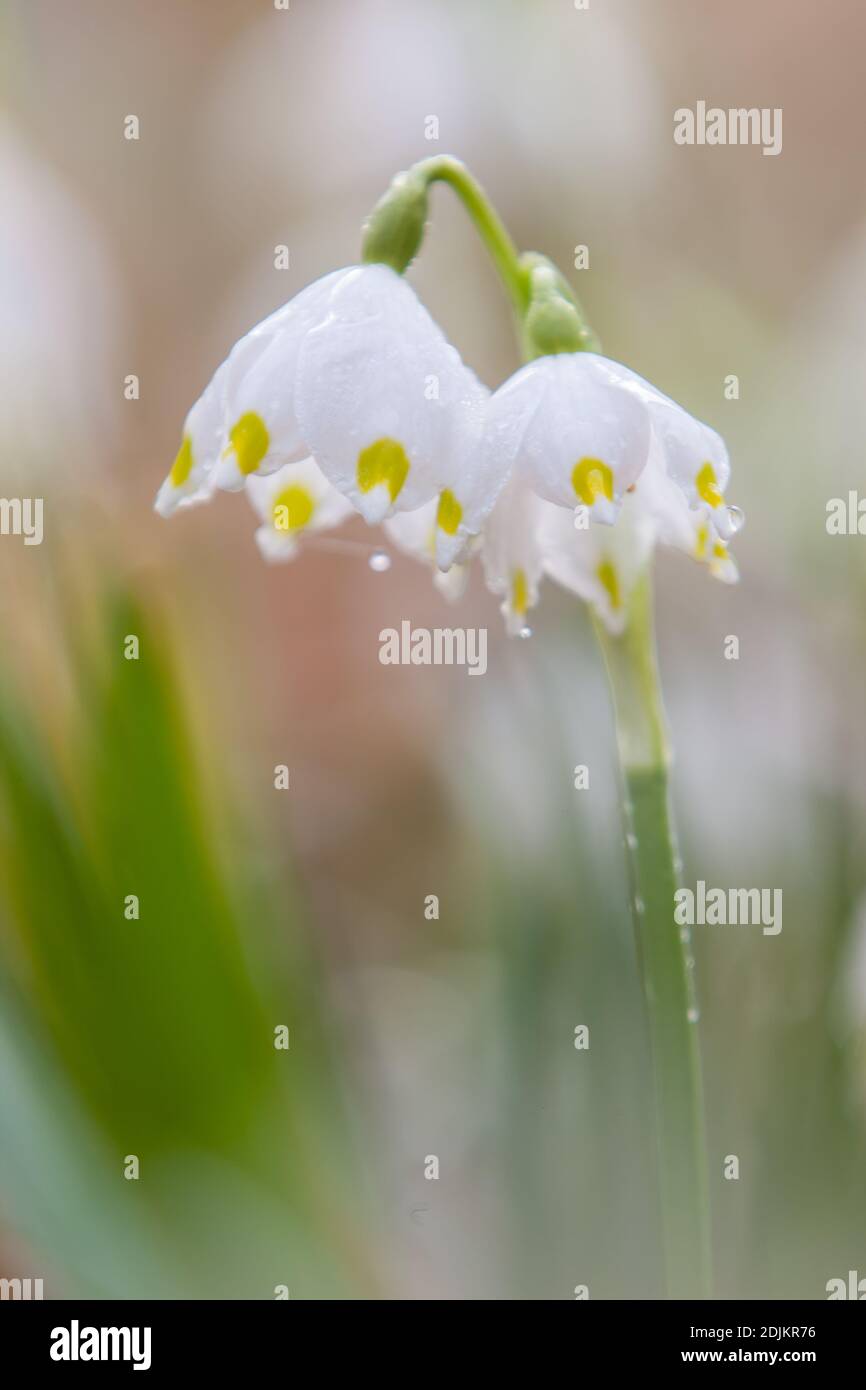 March cup, Leucojum vernum, blossom Stock Photo - Alamy