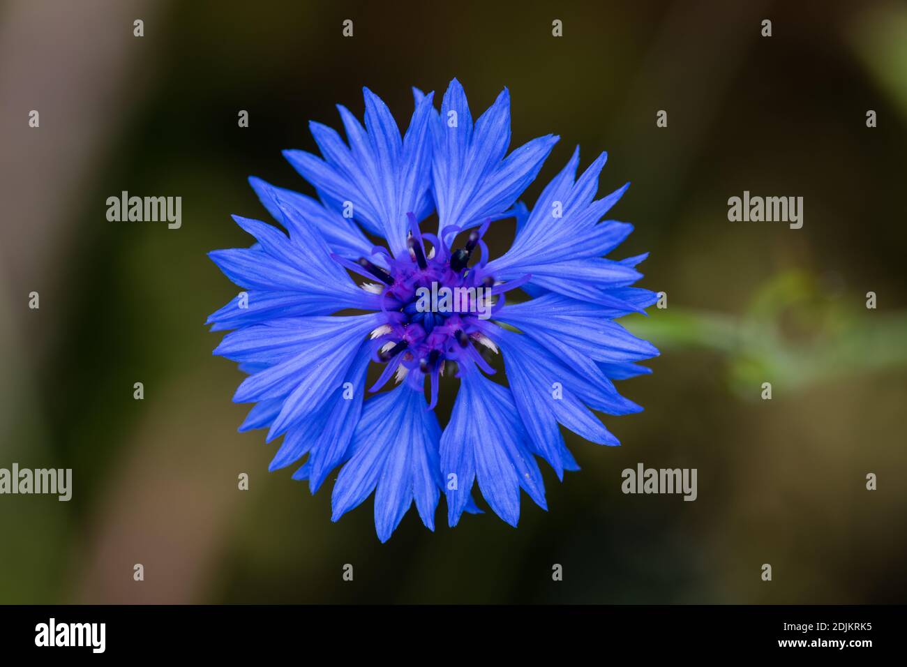 Cornflower, Cyanus segetum, blossom Stock Photo - Alamy