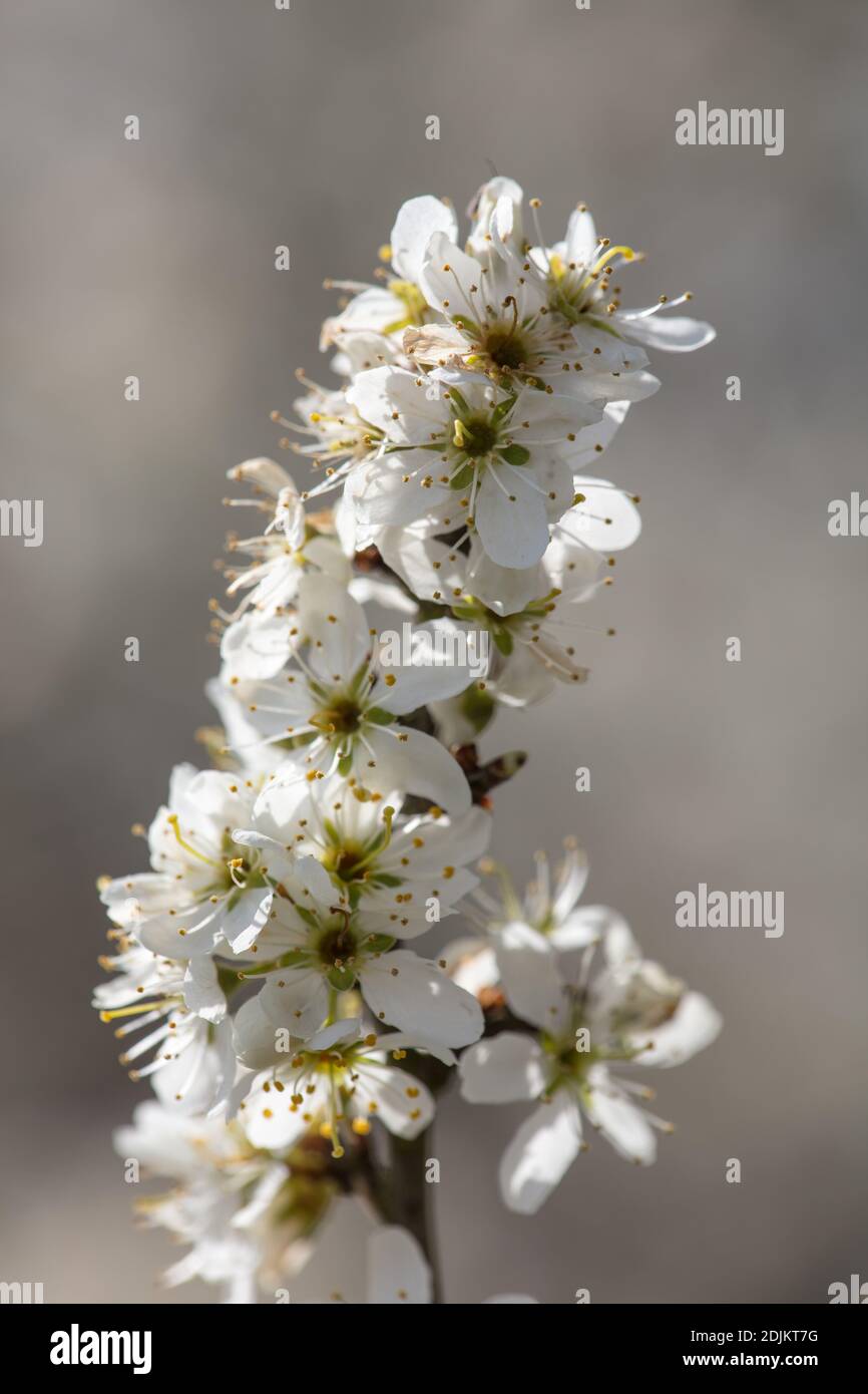 Blackthorn, Prunus spinosa, blossom Stock Photo - Alamy