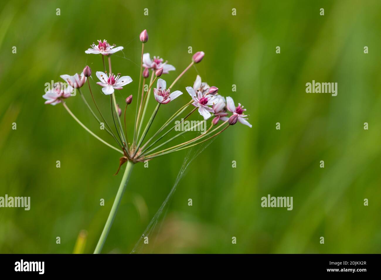 Swan flower plants hi-res stock photography and images - Alamy
