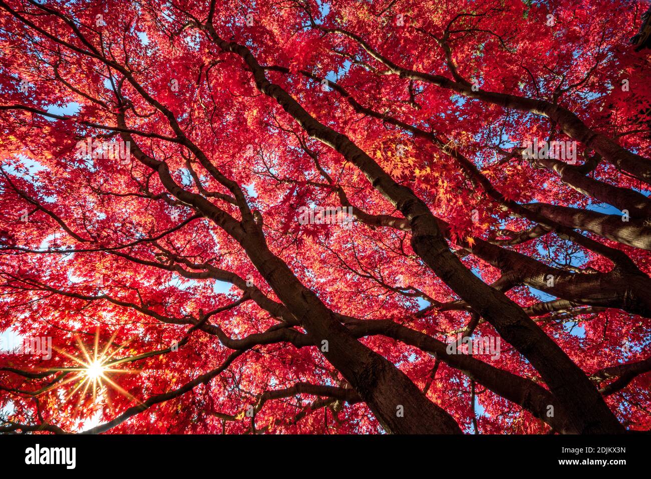 Fiery red maple leaves hi-res stock photography and images - Alamy