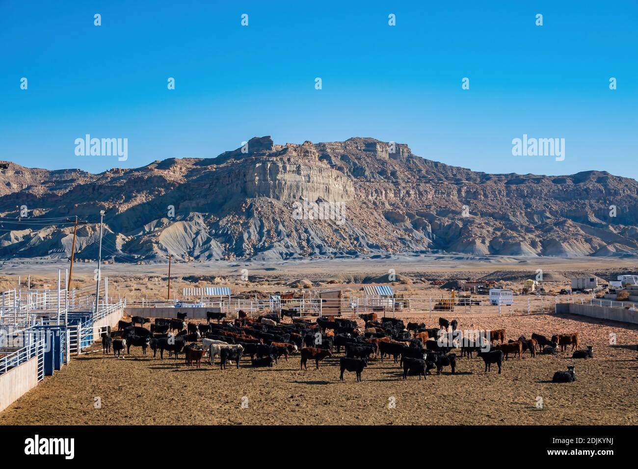 Sunny view of a farm with many cows at Big Water, Utah Stock Photo - Alamy