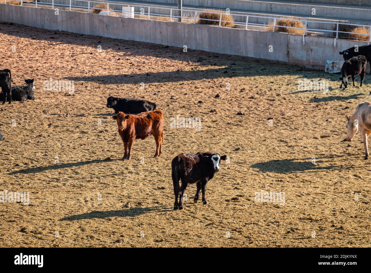 Sunny view of a farm with many cows at Big Water, Utah Stock Photo - Alamy