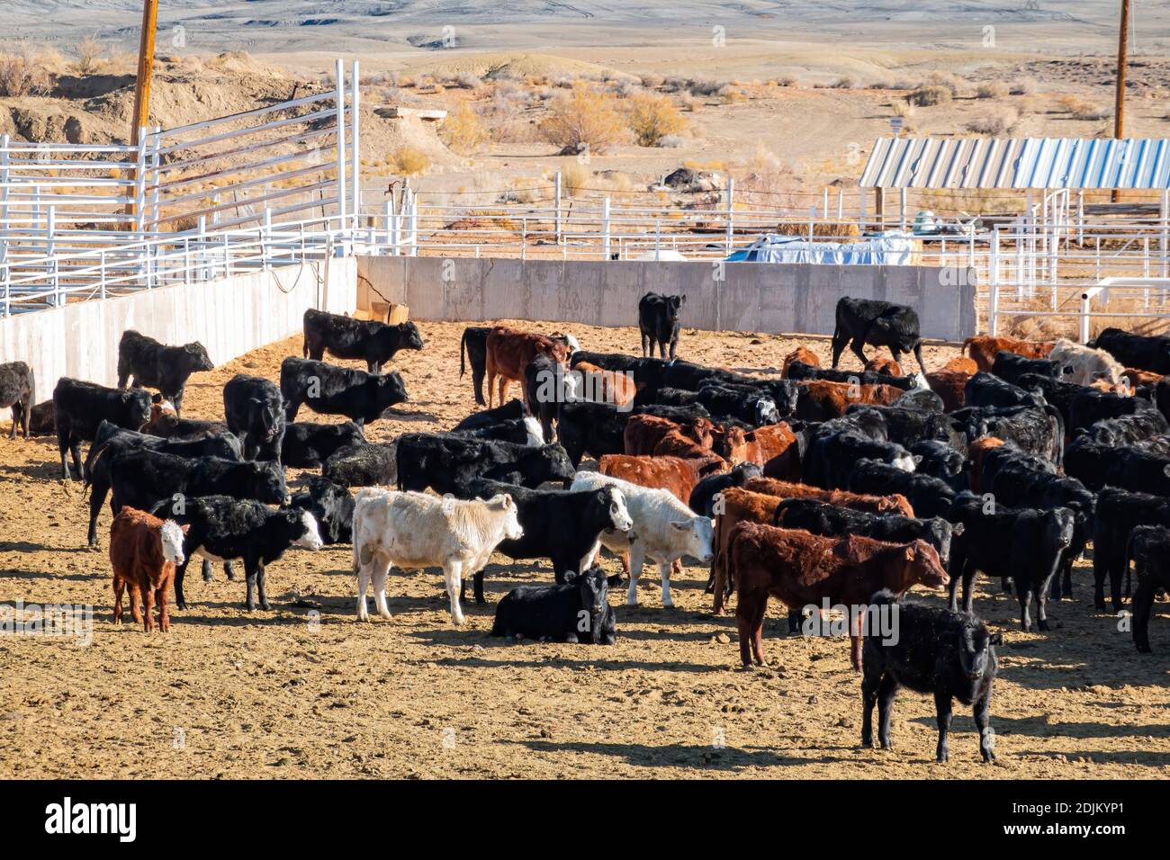 Sunny view of a farm with many cows at Big Water, Utah Stock Photo - Alamy