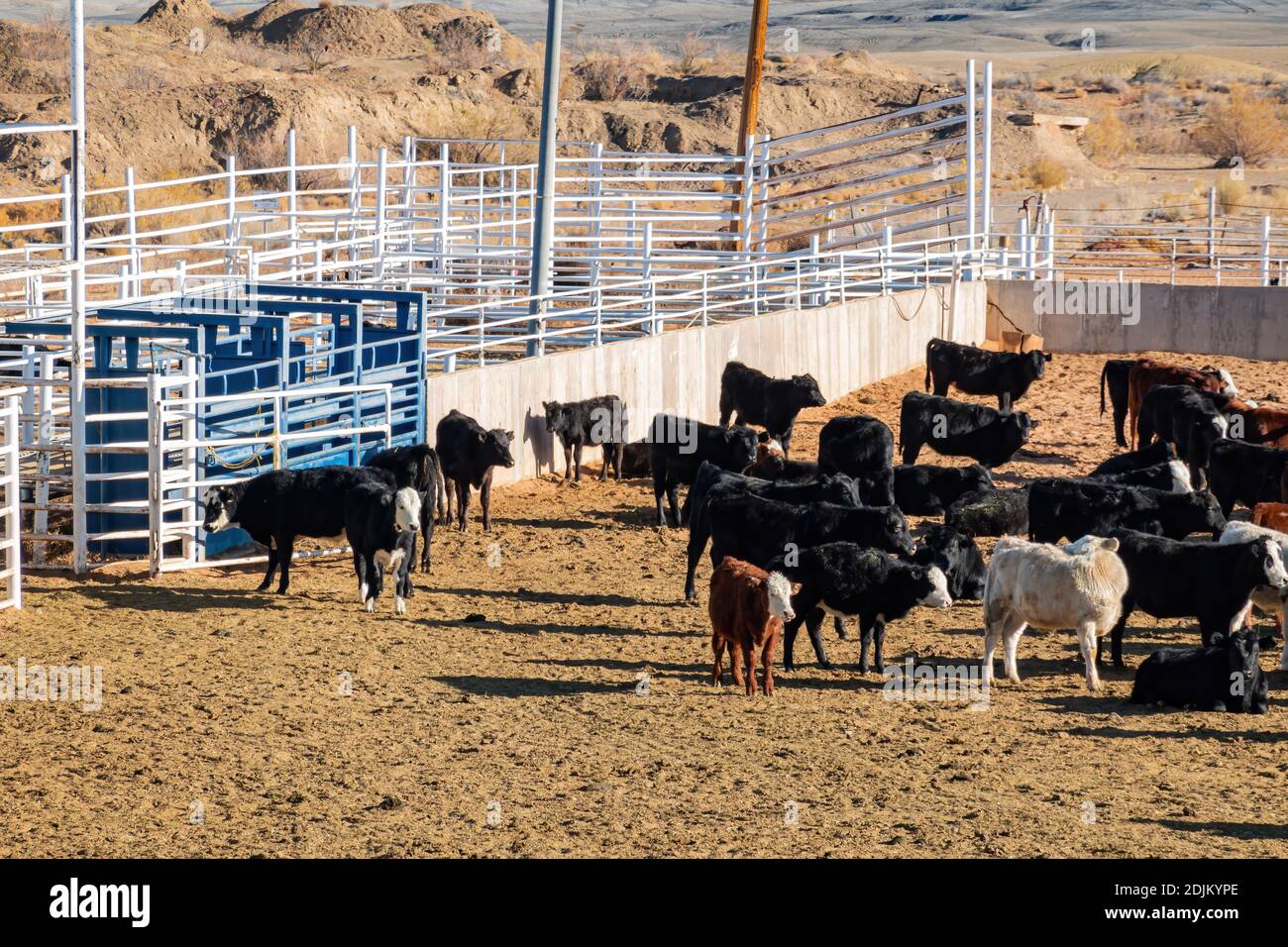 Sunny view of a farm with many cows at Big Water, Utah Stock Photo - Alamy