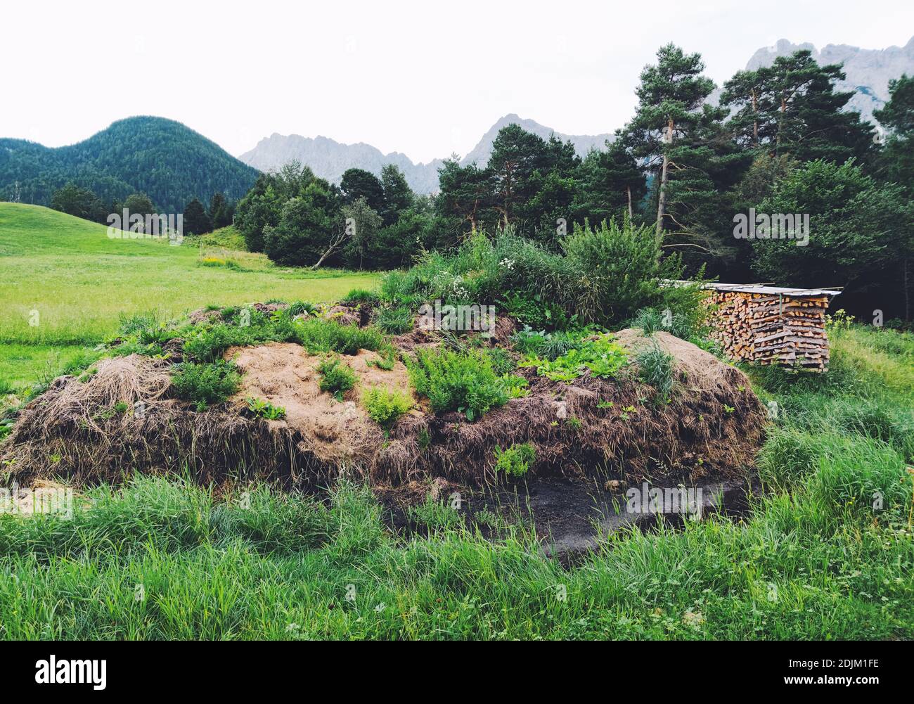 Overgrown dung heap on the humpback meadows near Mittenwald Stock Photo ...