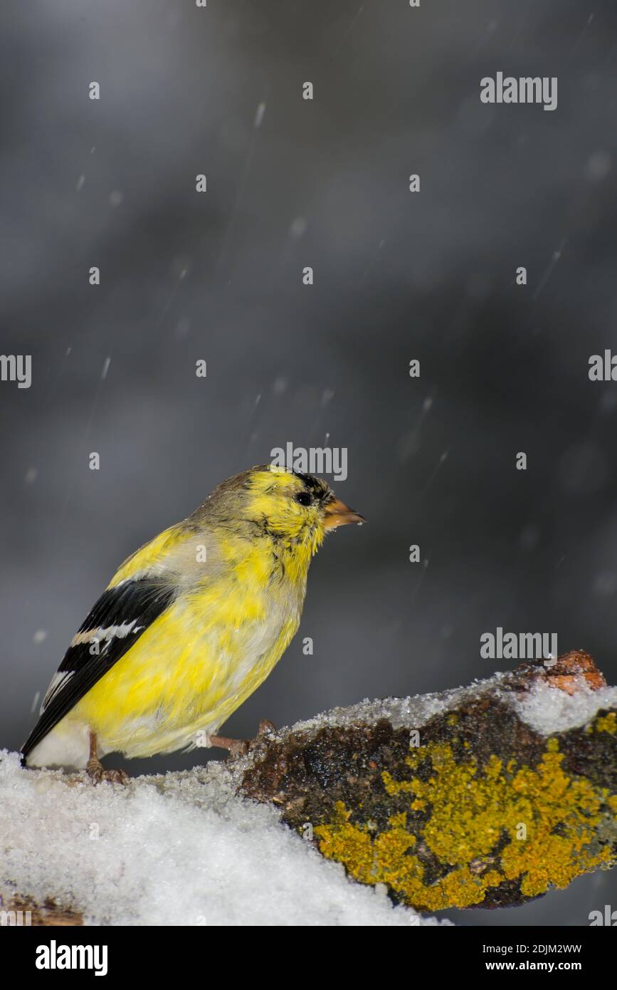 Male goldfinch hi-res stock photography and images - Alamy