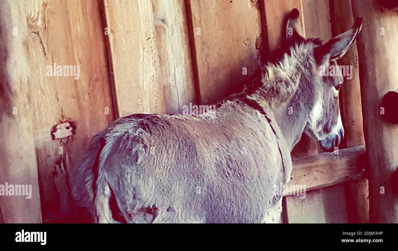 Mule in stable hi-res stock photography and images - Alamy