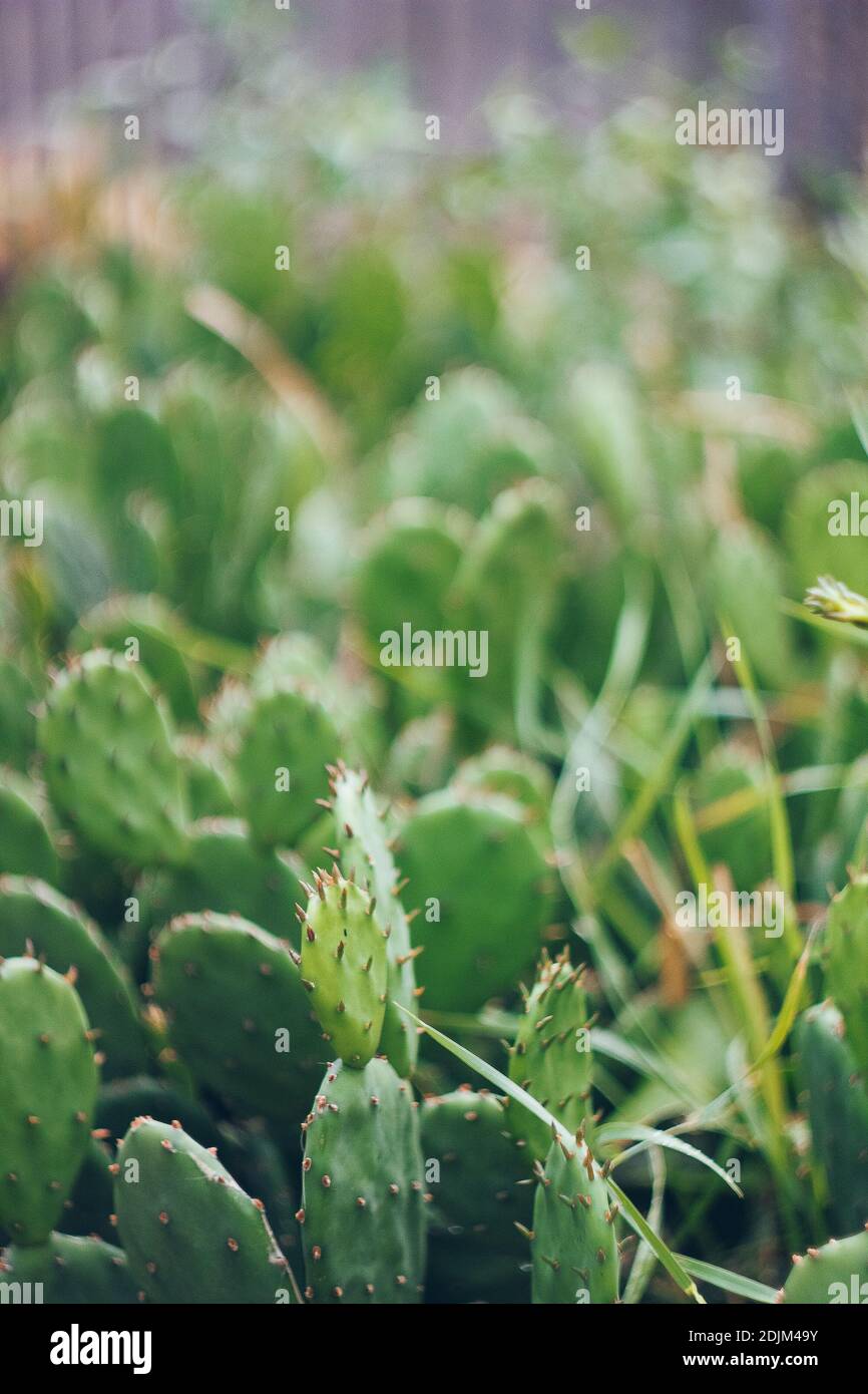 Cactus texture background. Cactus in the desert Stock Photo - Alamy