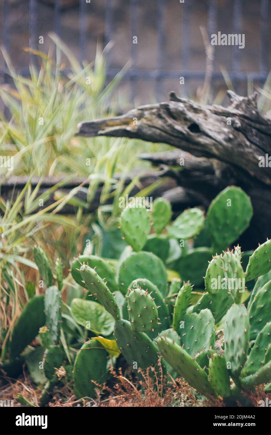 Cactus texture background. Cactus in the desert Stock Photo - Alamy