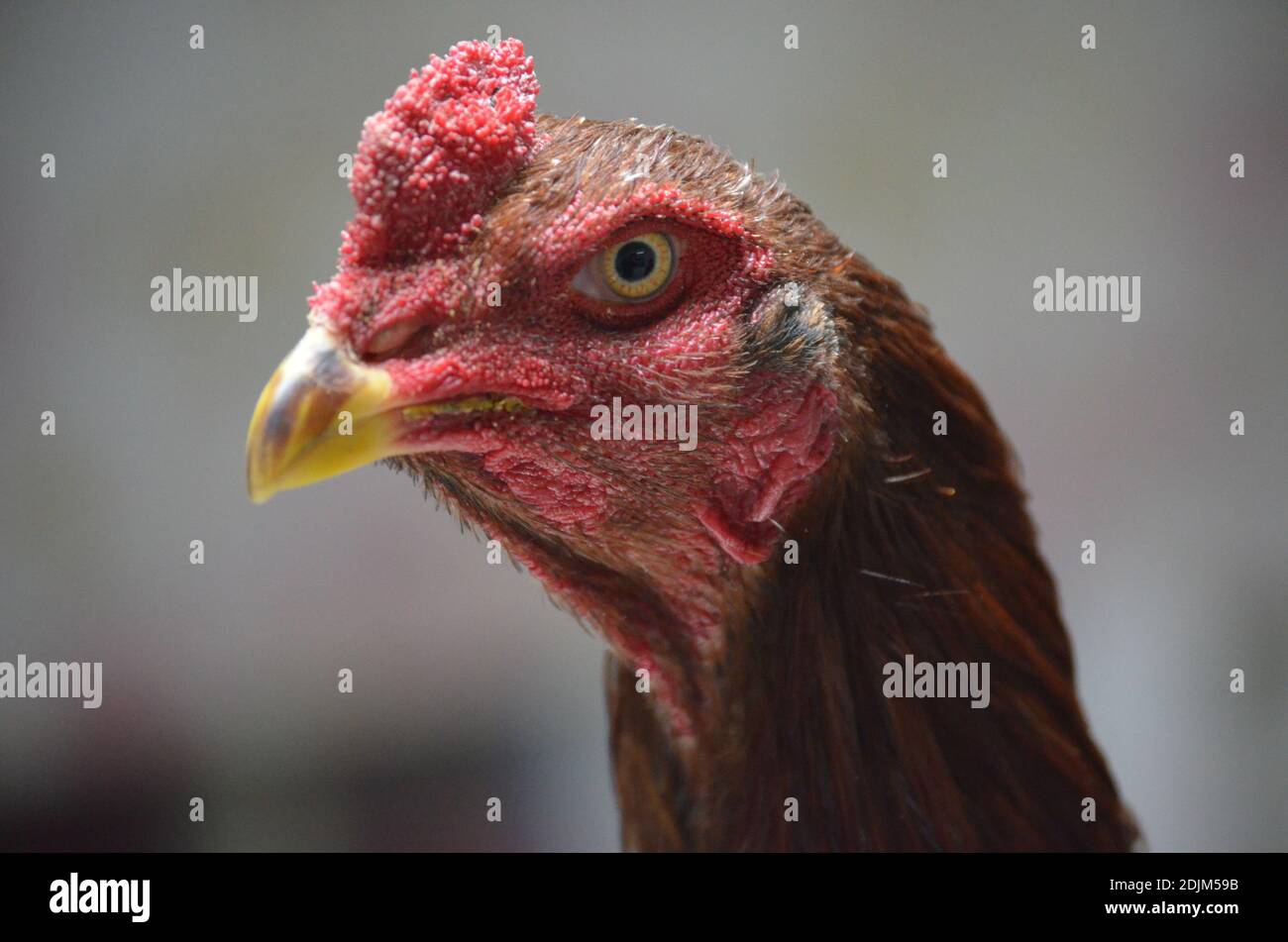 Indian rooster hi-res stock photography and images - Alamy