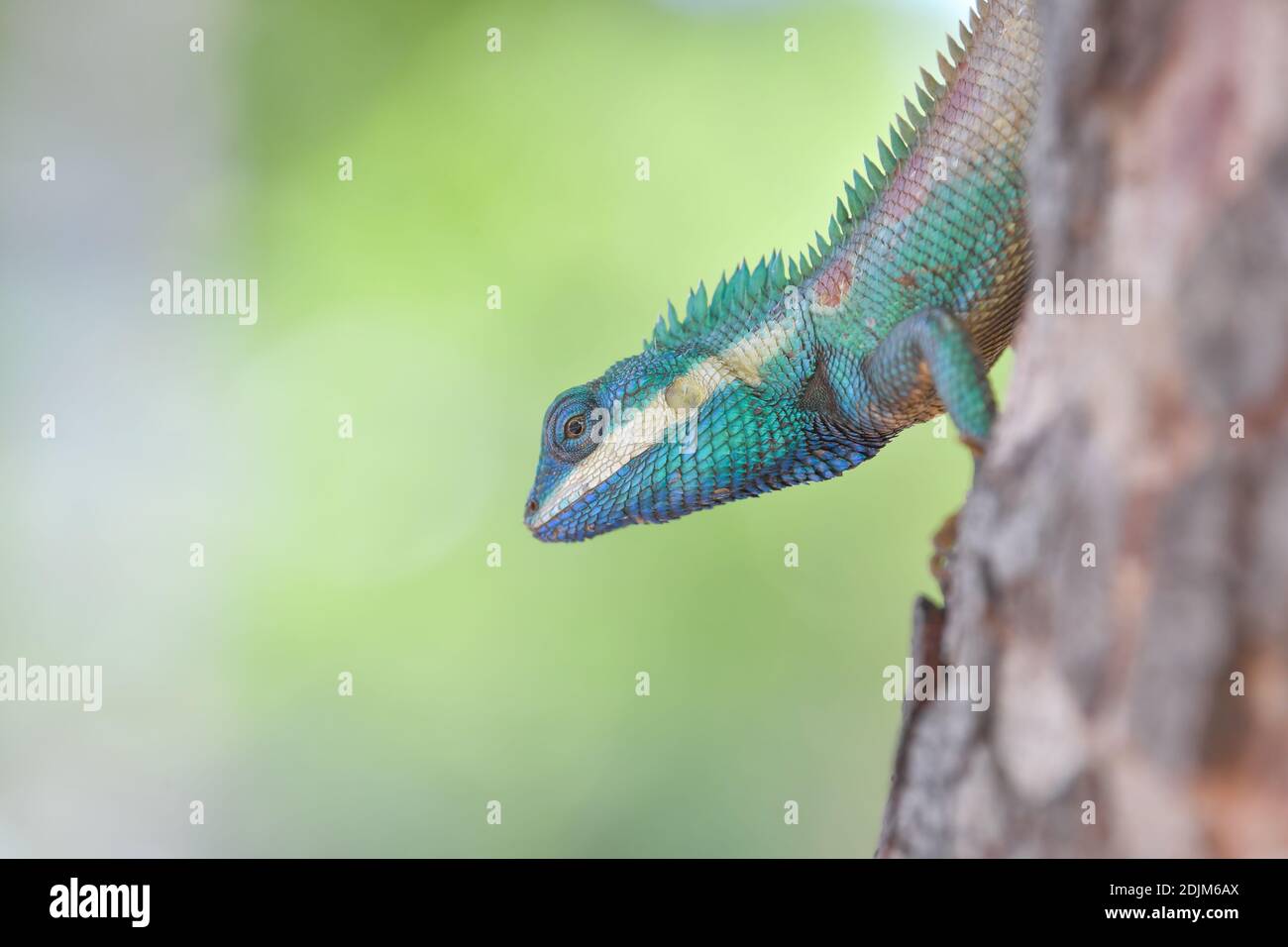Fictional lizard hi-res stock photography and images - Alamy
