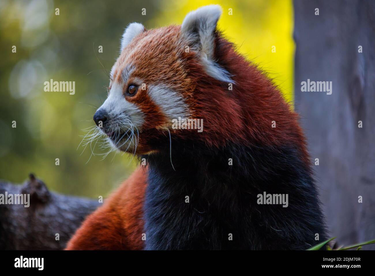 Longleat House Safari Park High Resolution Stock Photography and Images ...
