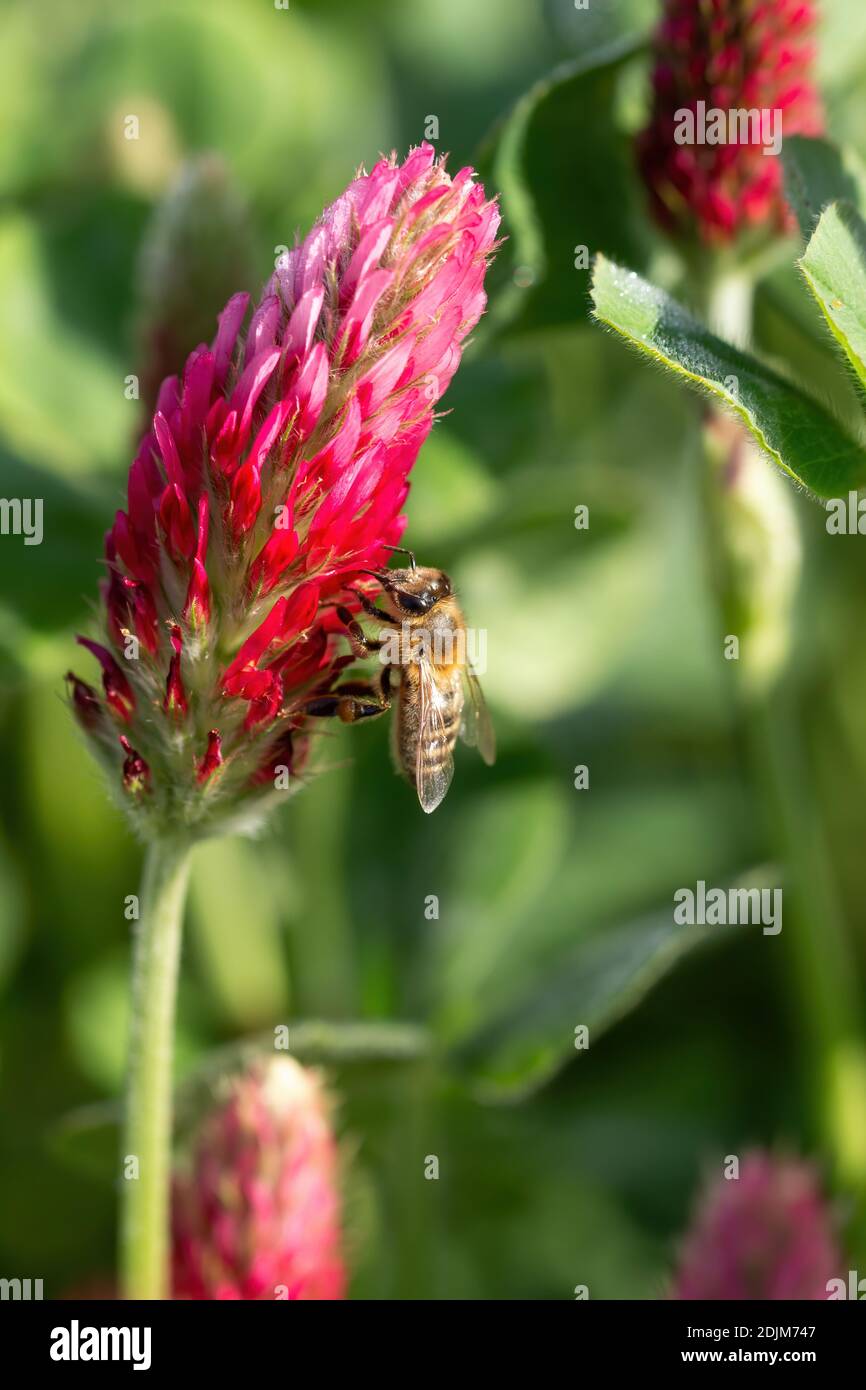 Crimson red italian clover hi-res stock photography and images - Alamy