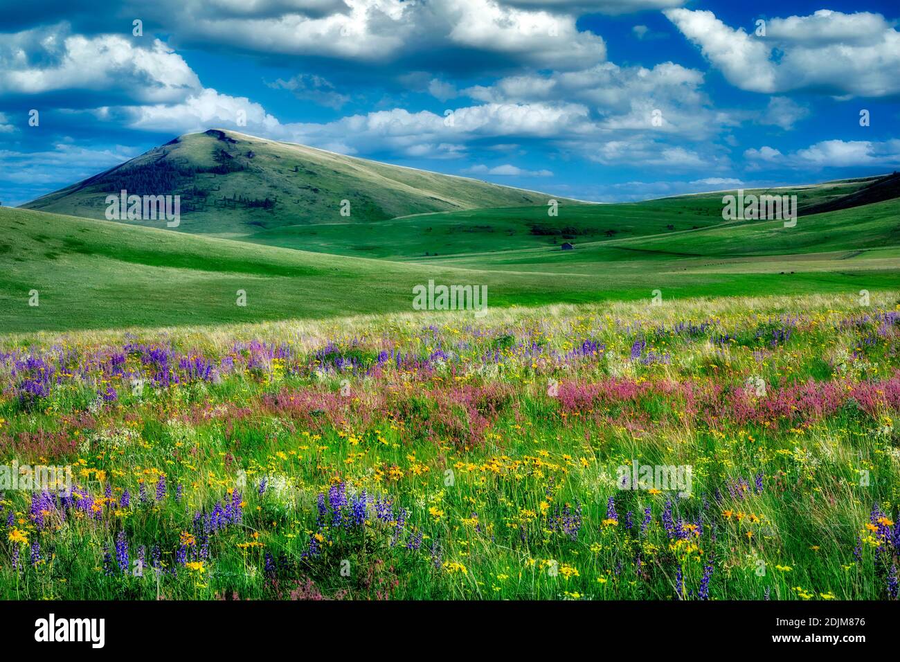 Wildflowers zumwalt prairie hi-res stock photography and images - Alamy