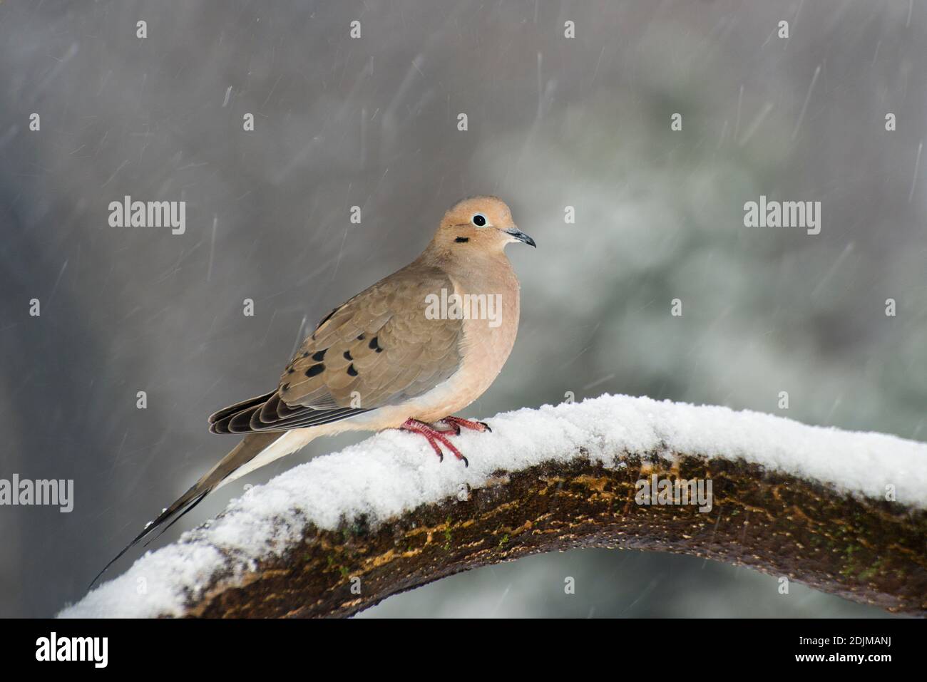 Minnesota spring storm hi-res stock photography and images - Alamy