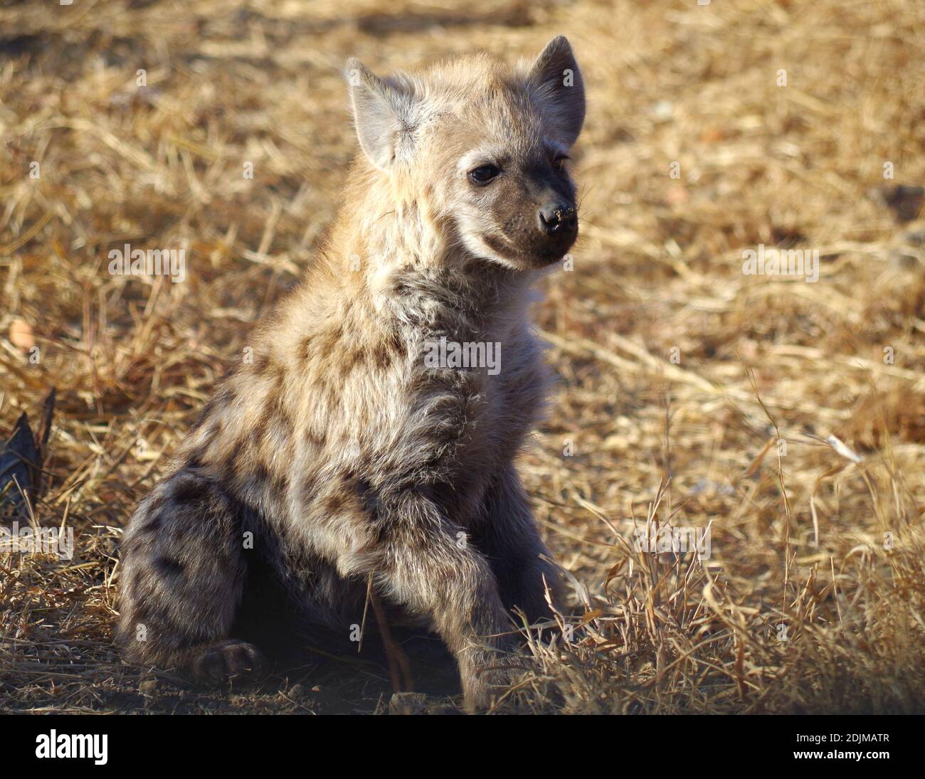 Hyena sitting hi-res stock photography and images - Alamy
