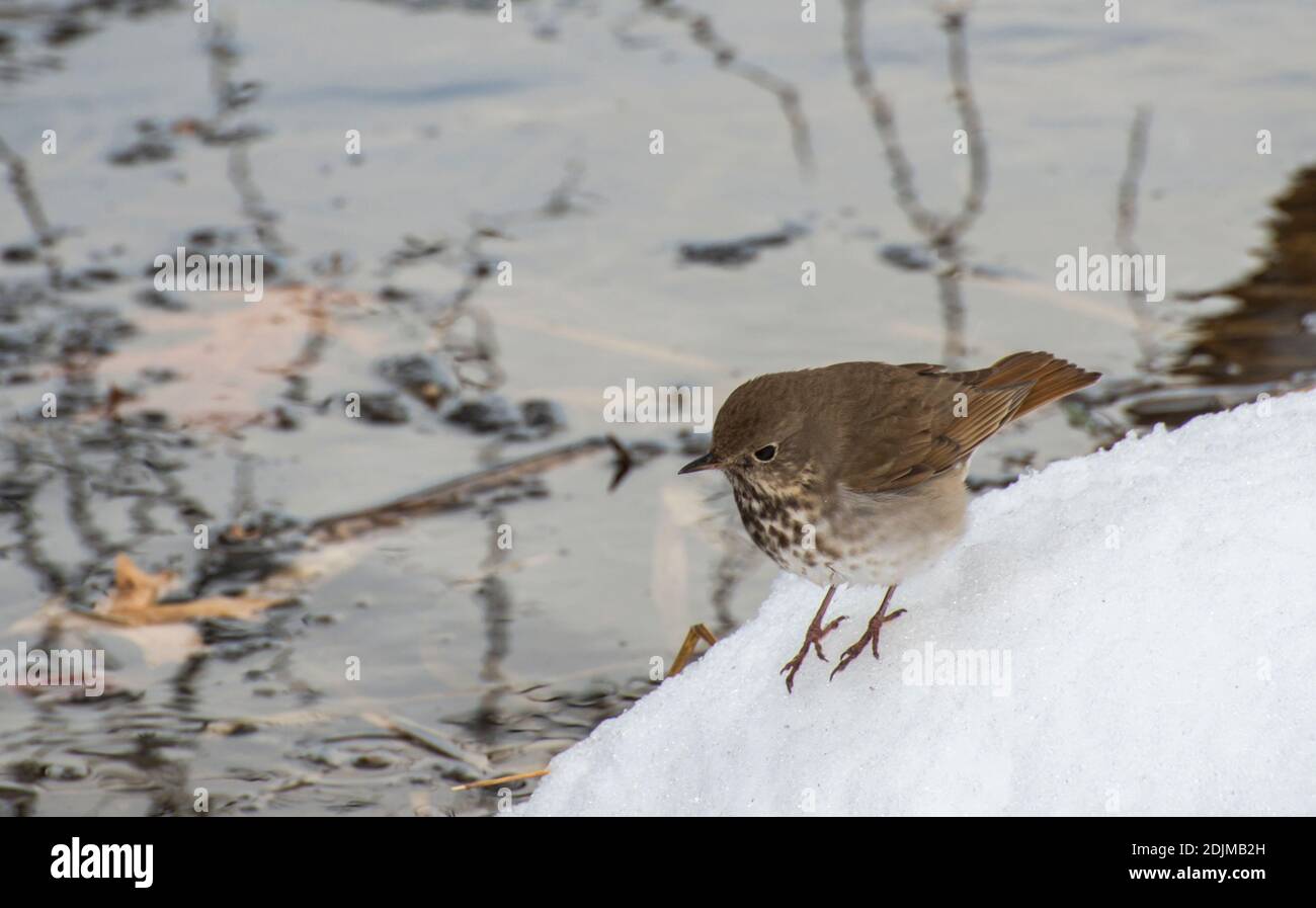 Vadnais Heights, Minnesota. Vadnais Lake Regional Park. Hermit Thrush ...