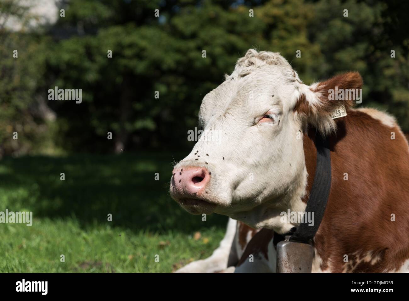 Animal mouth open cow hi-res stock photography and images - Alamy