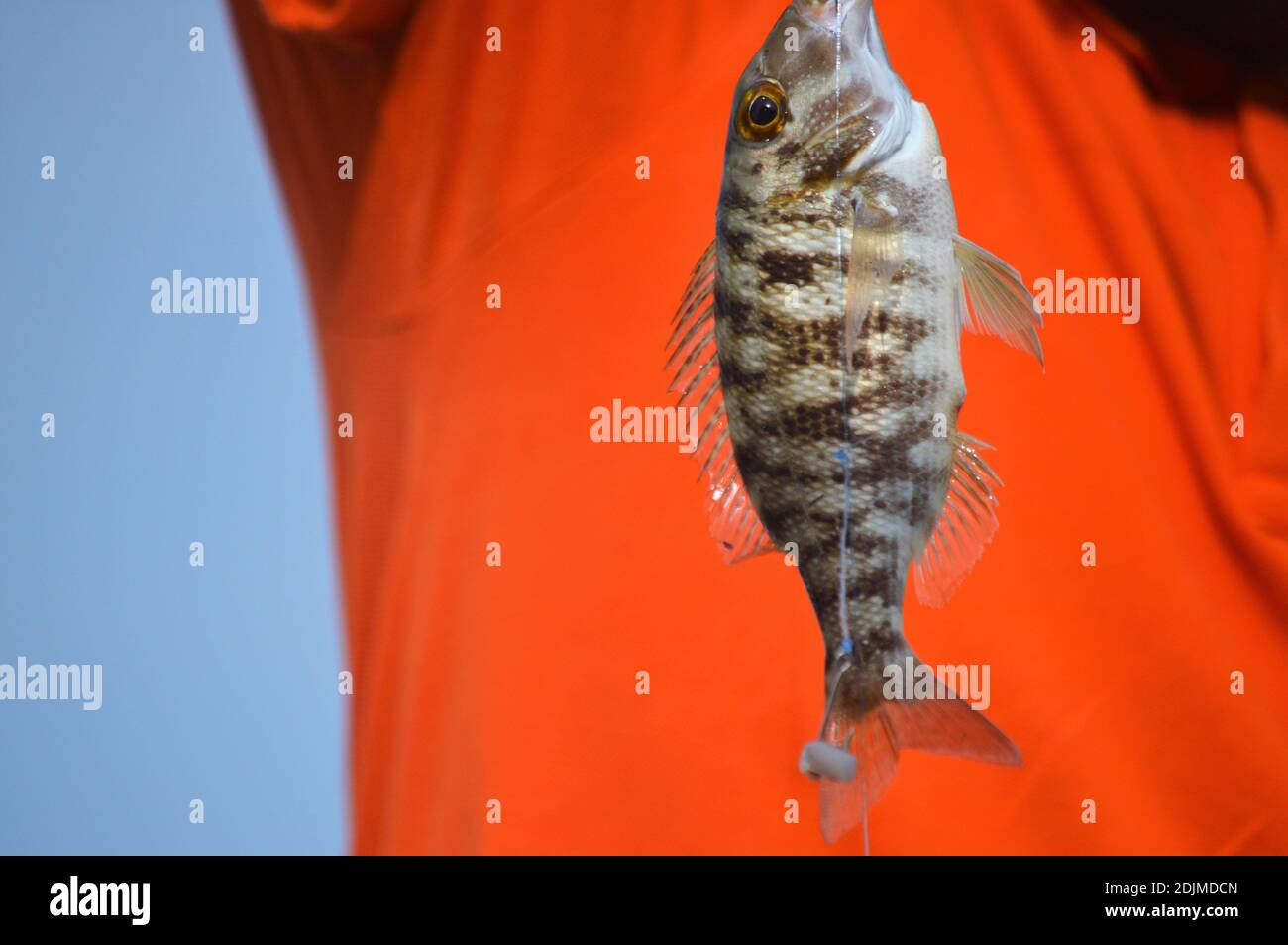 Orange color middle part High Resolution Stock Photography and Images ...