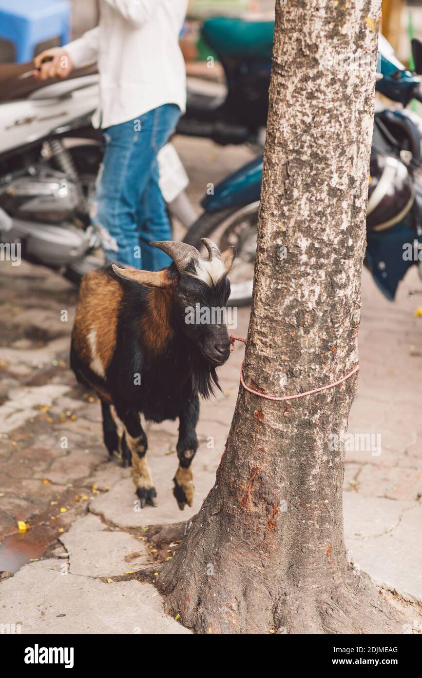 Goat tied hi-res stock photography and images - Alamy
