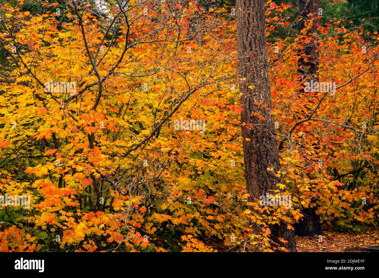 WA18733-00...WASHINGTON - A vine maple in fall colors at Lake Wenatchee ...