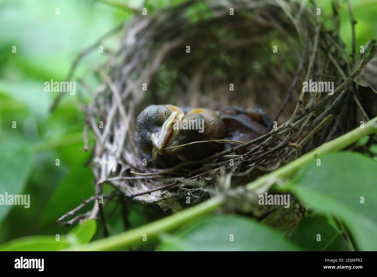 Close up sleeping birds hi-res stock photography and images - Alamy