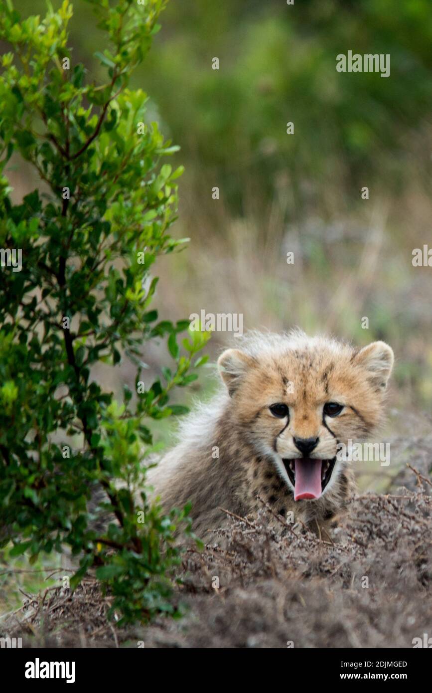 Portrait Of Cheetah Cub On Field Stock Photo - Alamy
