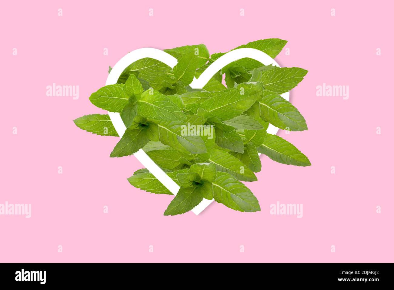 Green leaves of mint shaped as heart frame, isolated on white Stock ...