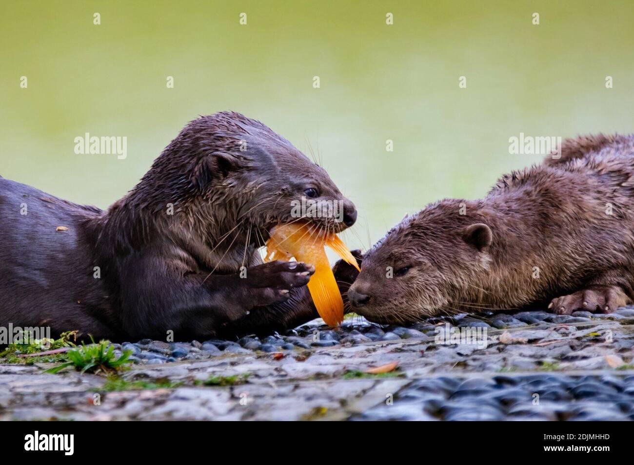Hunting of otters hi-res stock photography and images - Alamy