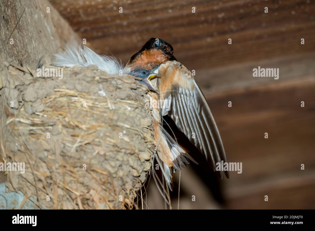 Nestlings hi-res stock photography and images - Alamy