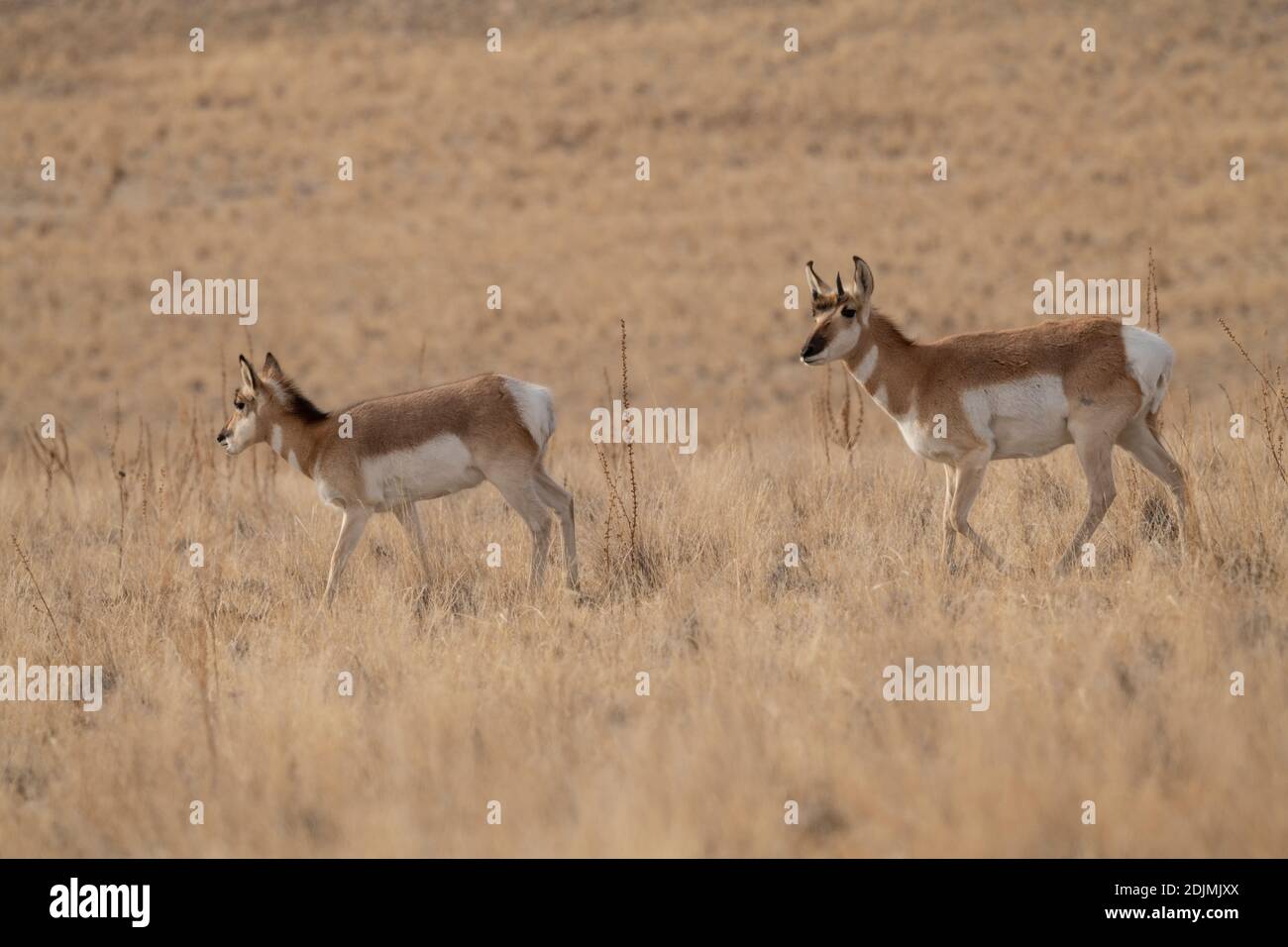 Baby pronghorns hi-res stock photography and images - Alamy