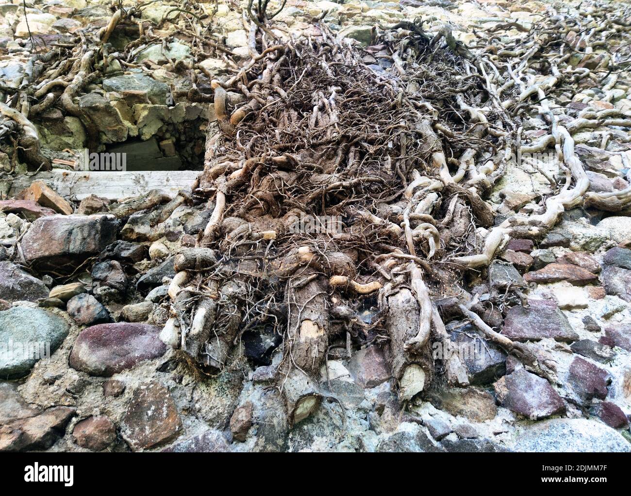 Old ivy root clings to a rubble wall Stock Photo - Alamy