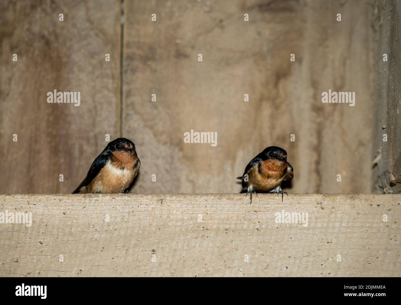 Weston, Missouri. Barn Swallow, Hirundo rustica. A pair of Barn ...