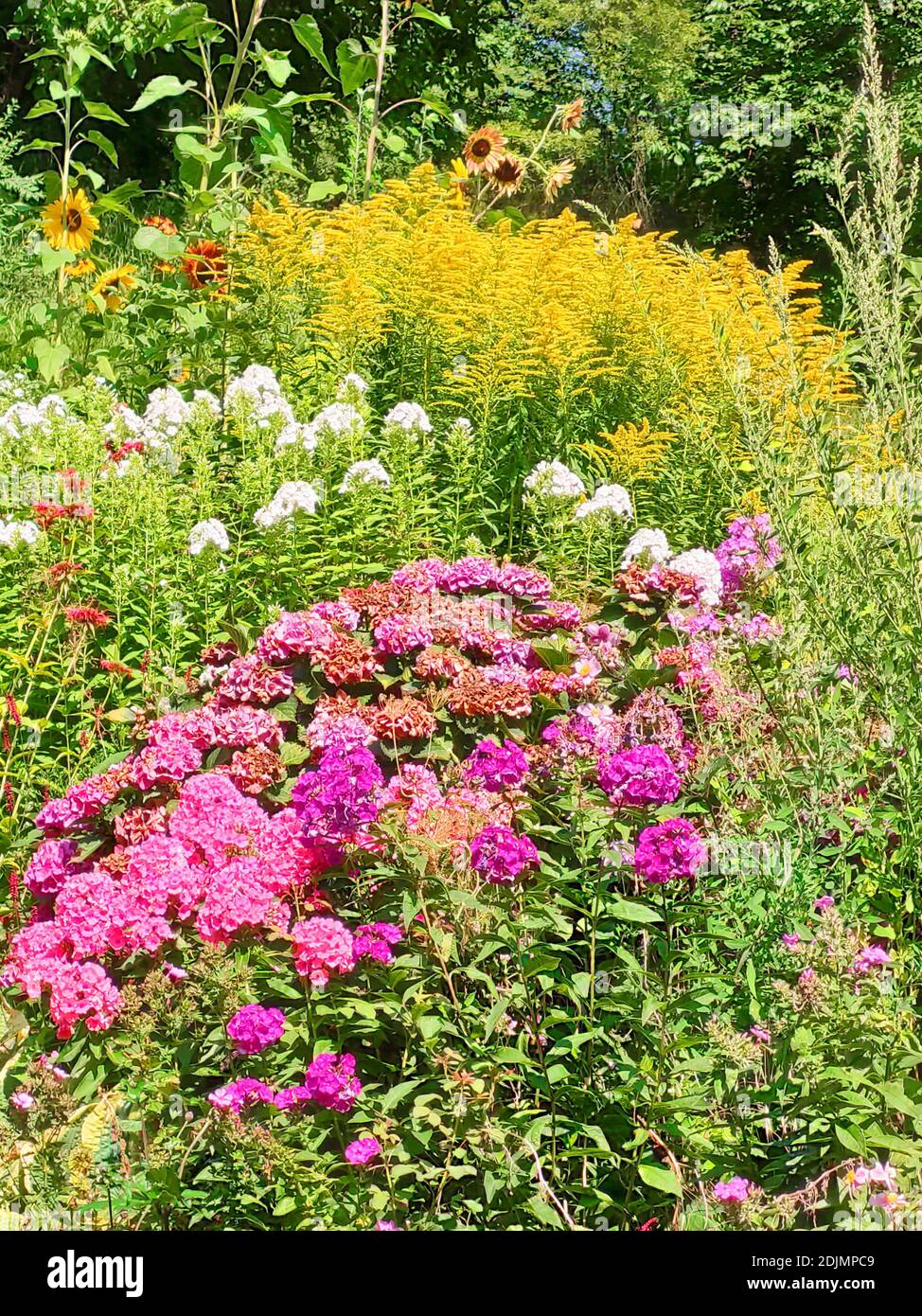 Flowers in a South Tyrolean cottage garden Stock Photo - Alamy