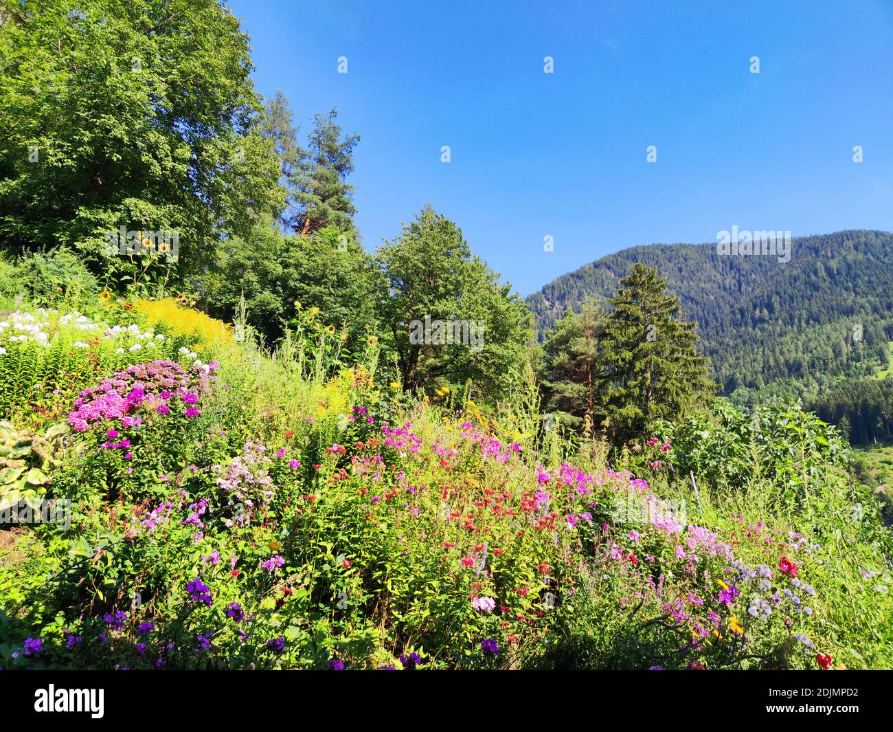 Flowers in a South Tyrolean cottage garden under the edge of the forest ...