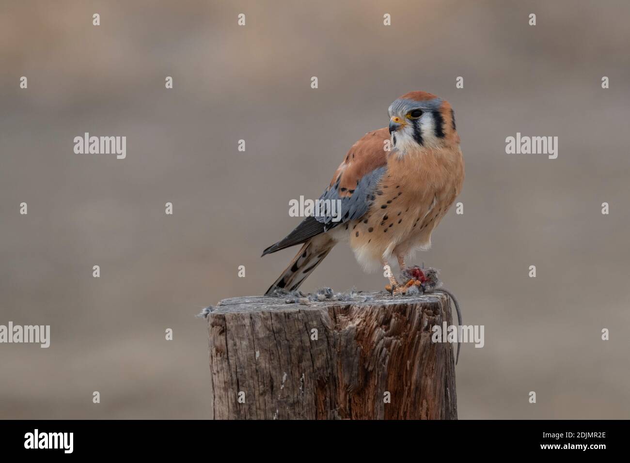 American kestrel perching hi-res stock photography and images - Alamy