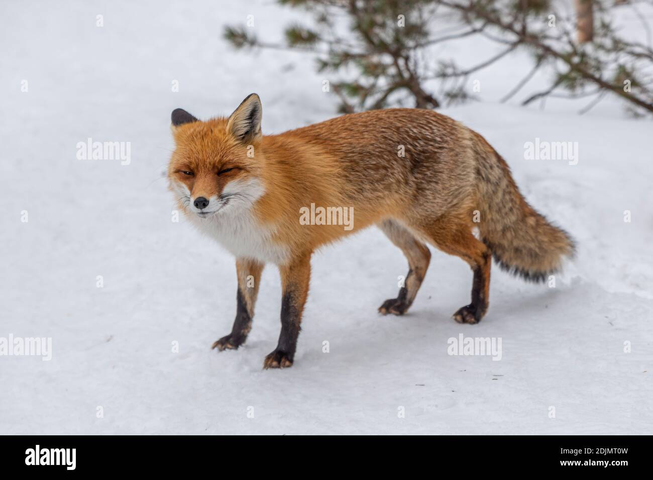 Smiling Fox Animal High Resolution Stock Photography and Images - Alamy